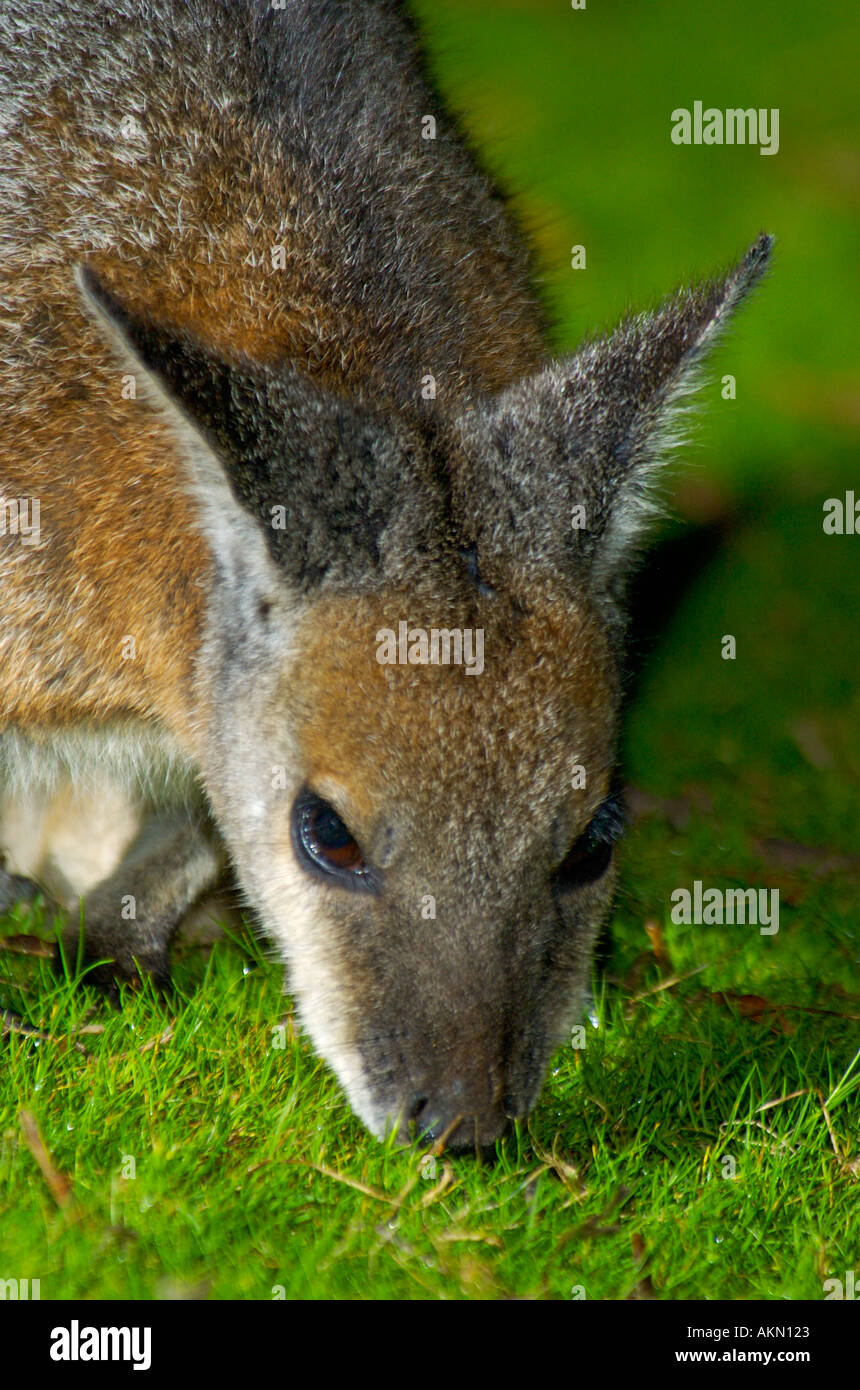 Sleeping wallaby hi-res stock photography and images - Alamy