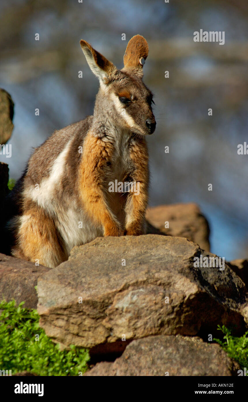 Yellow footed Rock Wallaby Petrogale xanthopus Stock Photo - Alamy