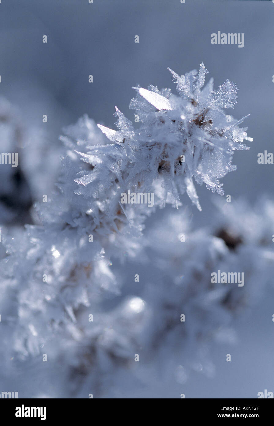 Ice crystals on a tree branch Stock Photo - Alamy