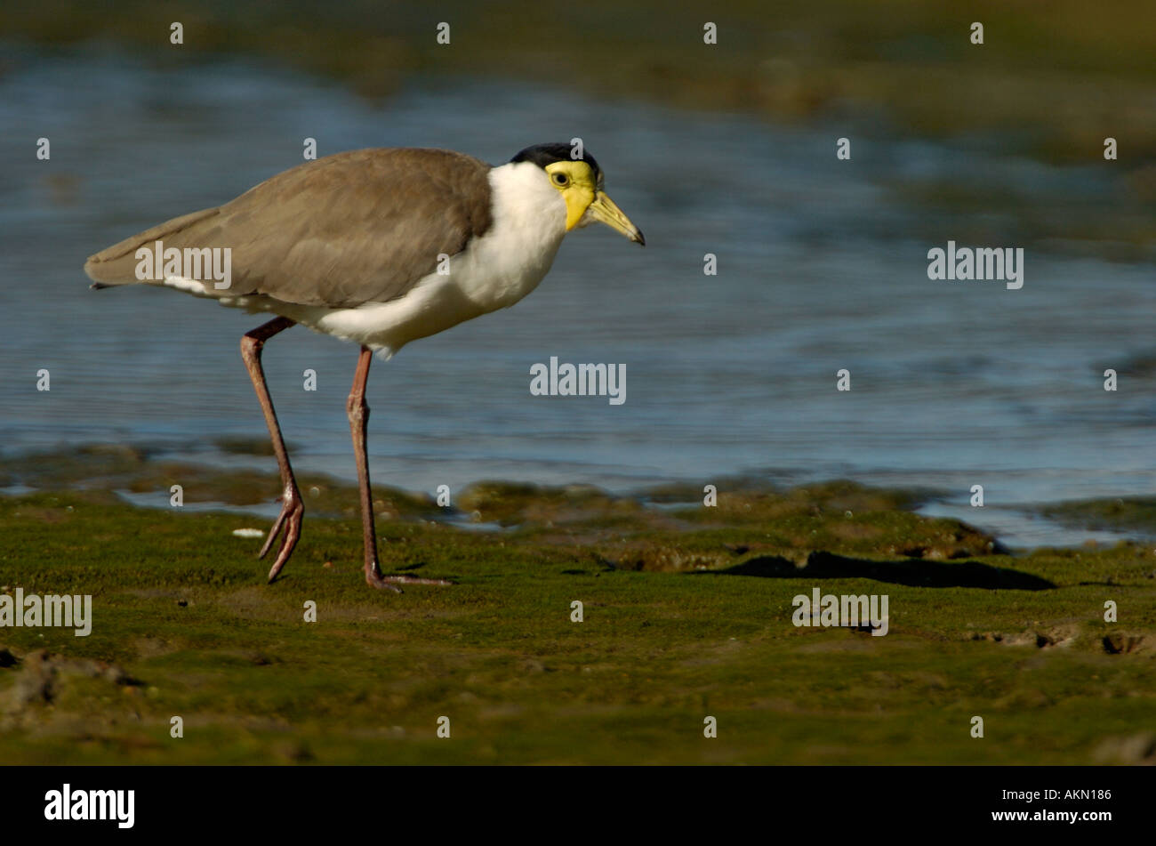 Australian masked lapwing bird preening hi-res stock photography and ...