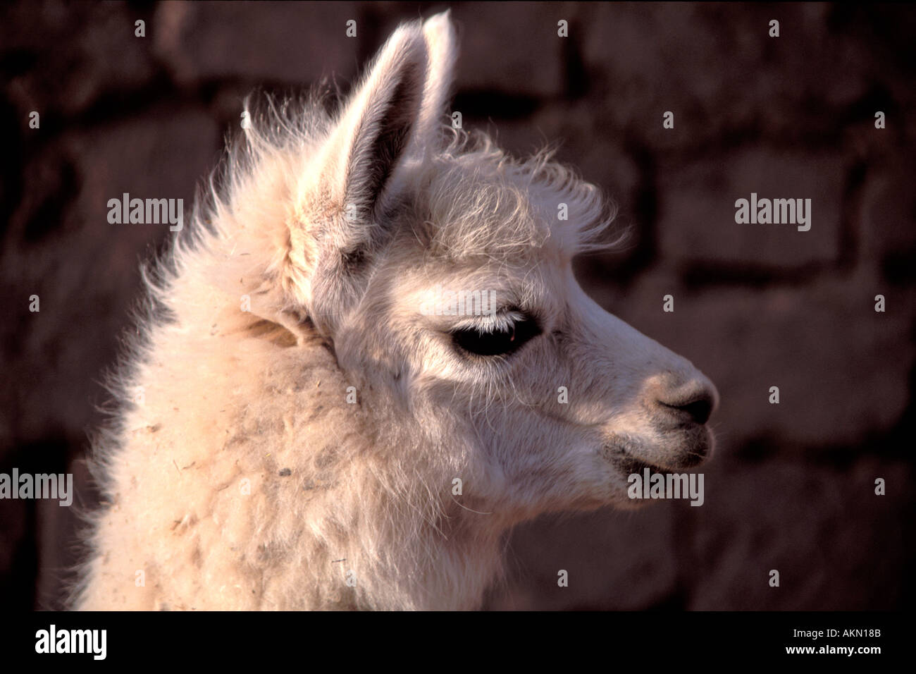 Lama inka hi-res stock photography and images - Alamy