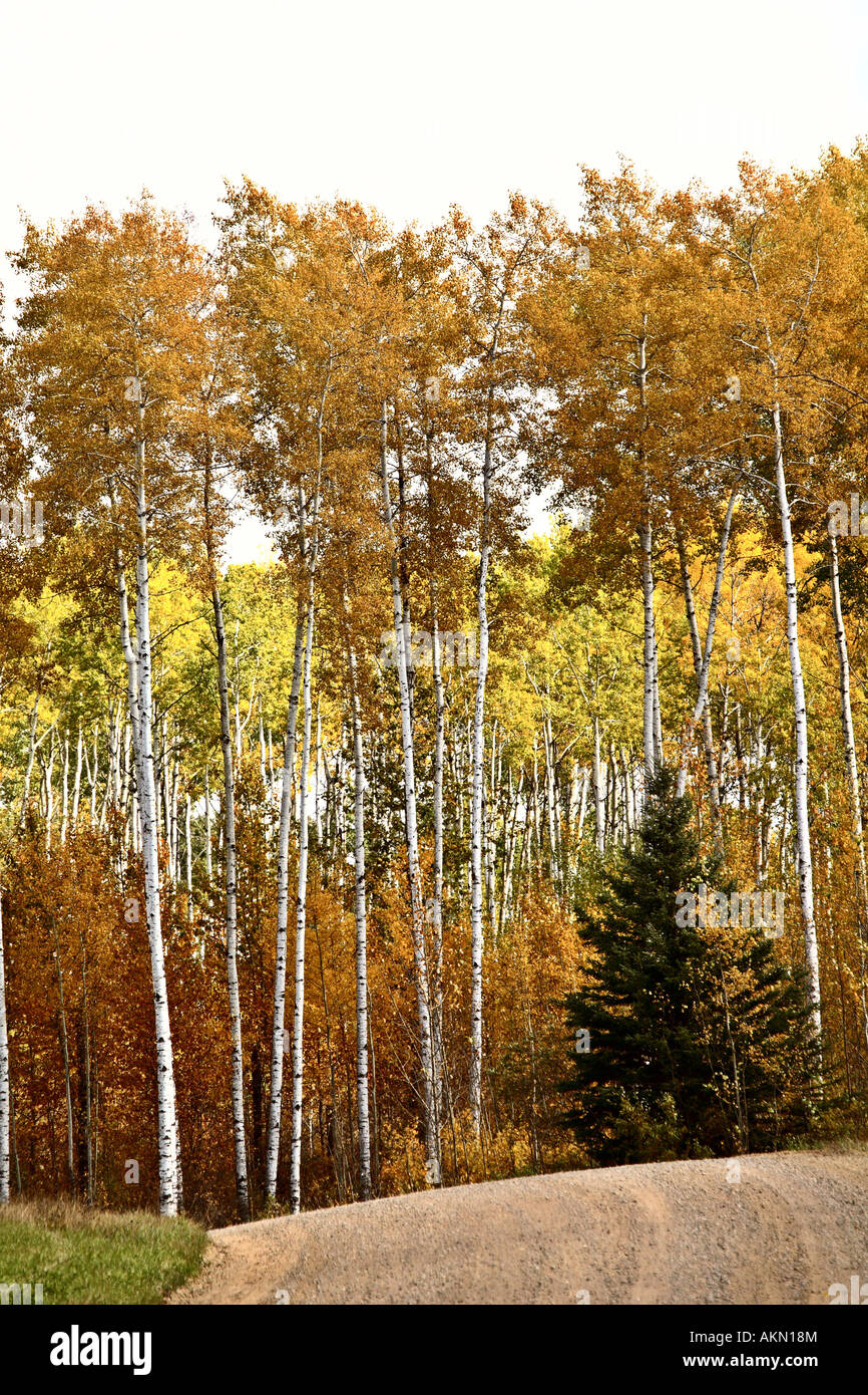Aspen trees in fall Stock Photo - Alamy