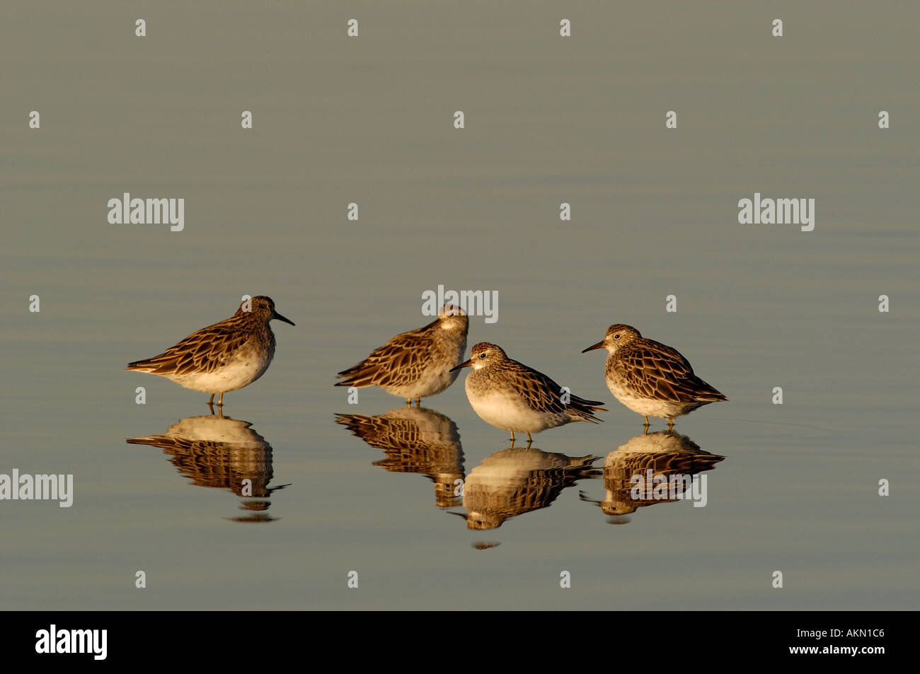 Sharp tailed Sandpiper Calidris acuminata Stock Photo - Alamy