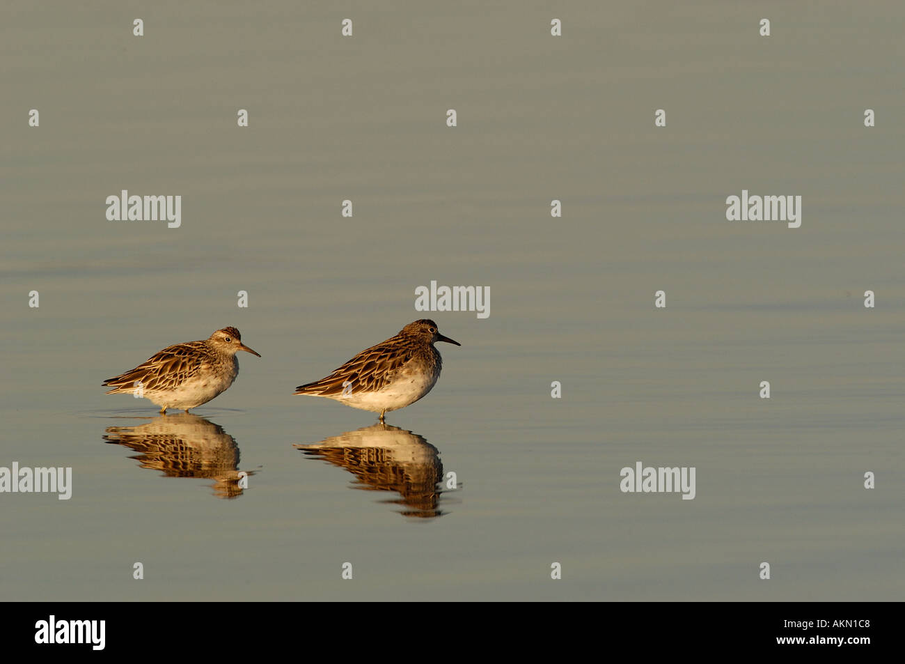 Sharp tailed Sandpiper Calidris acuminata Stock Photo - Alamy