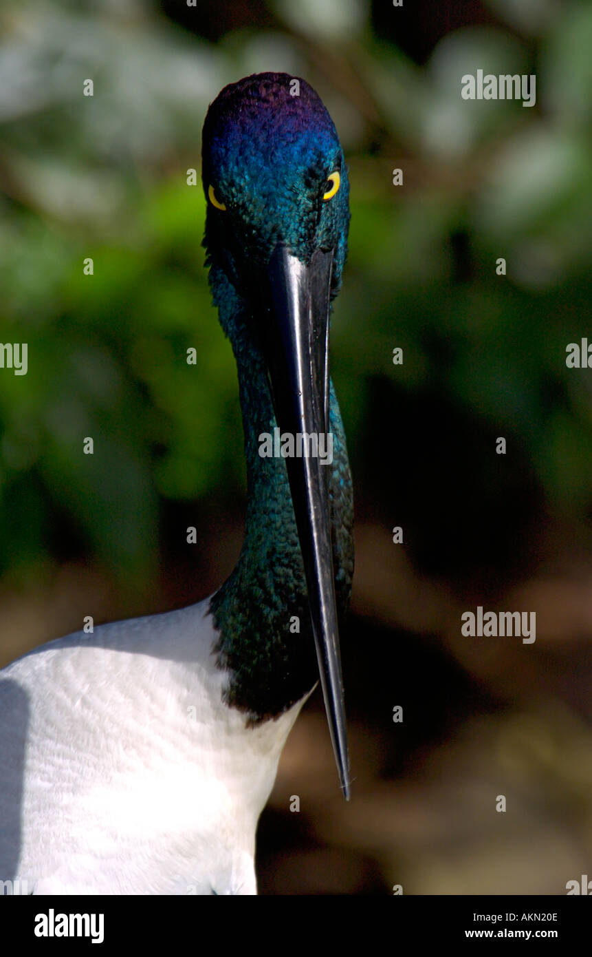 Jabaru hi-res stock photography and images - Alamy