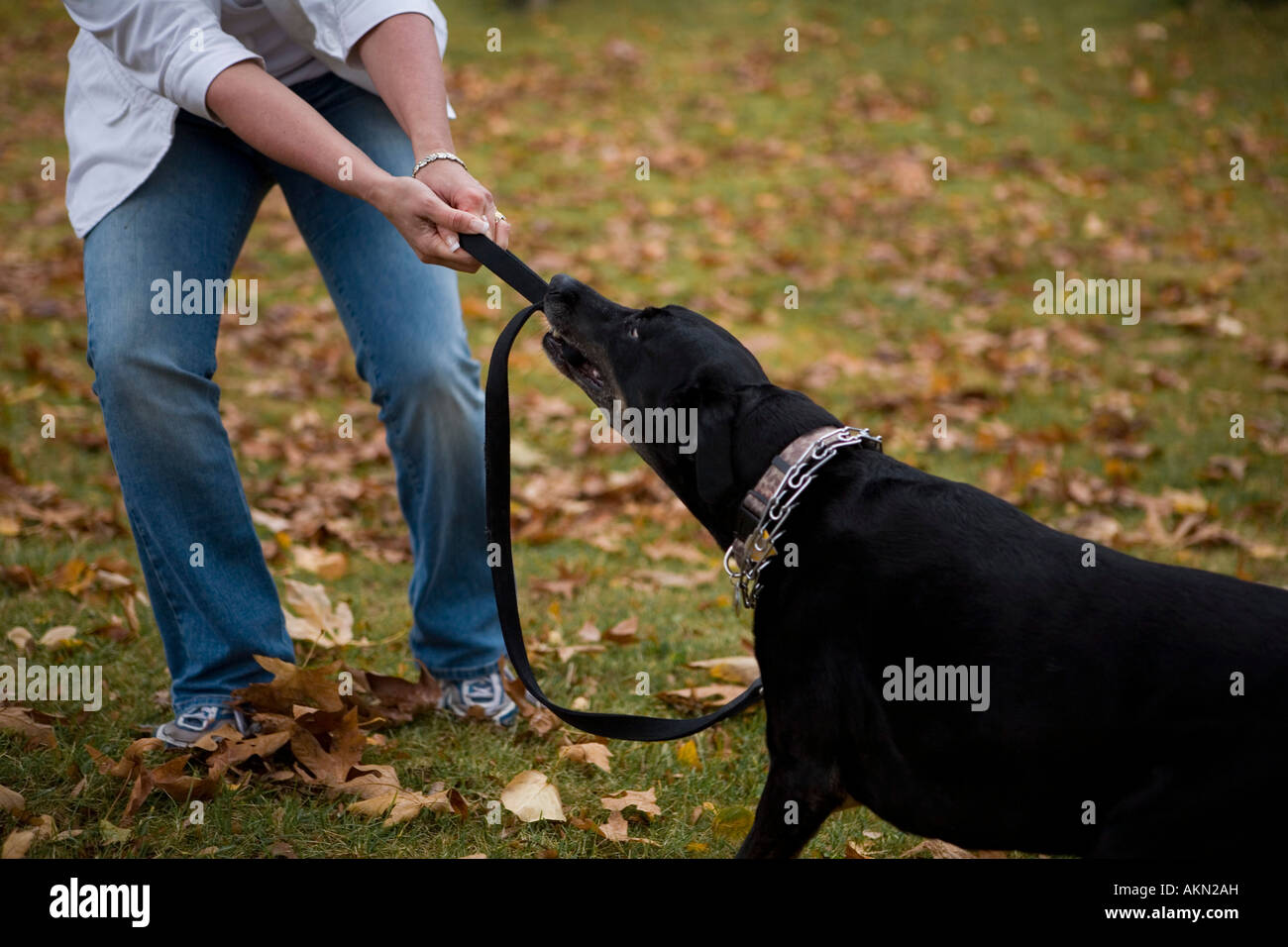 Owner trying to control dog Stock Photo - Alamy