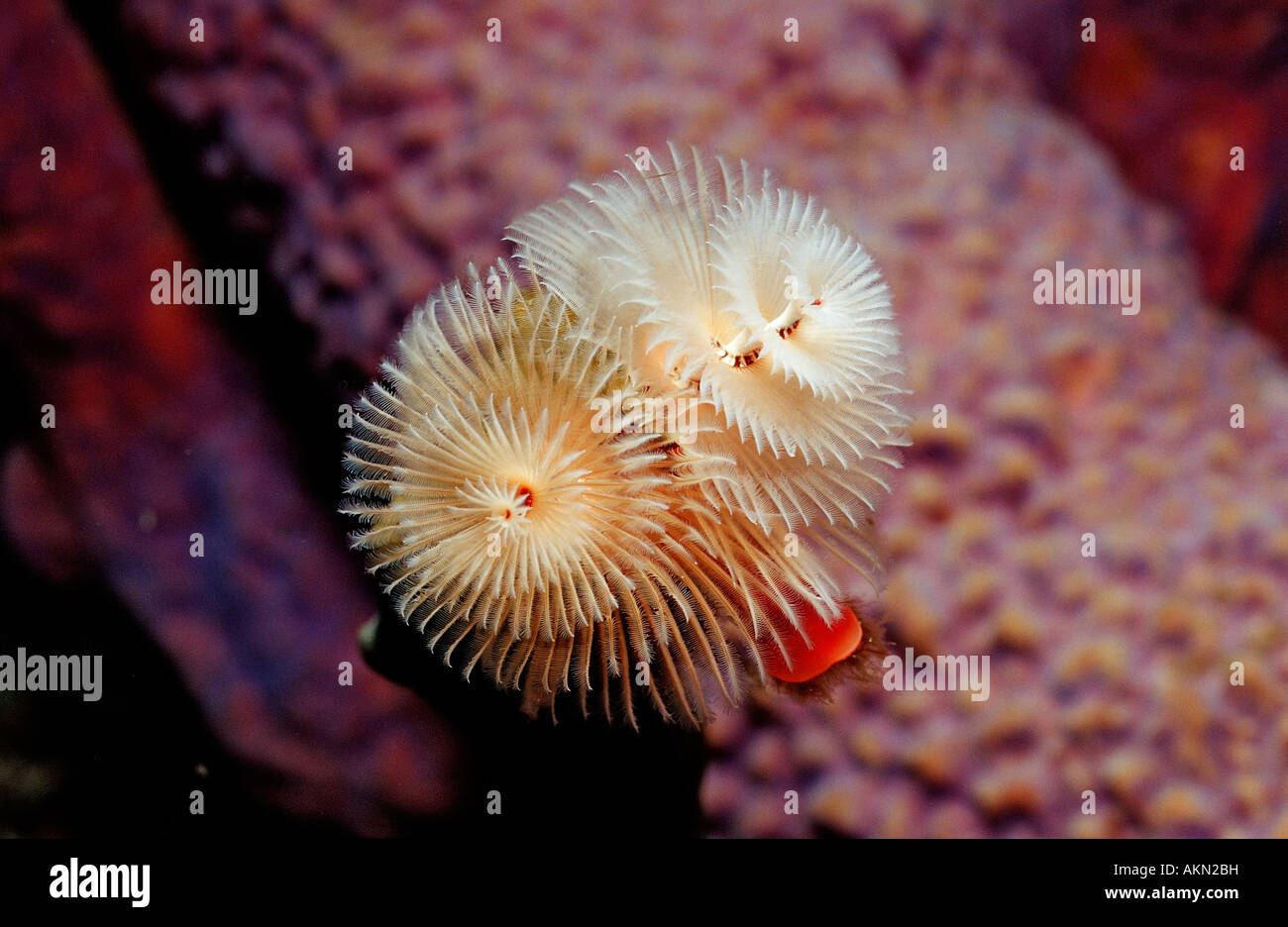 Polychaeta marine bristleworms hi-res stock photography and images - Alamy