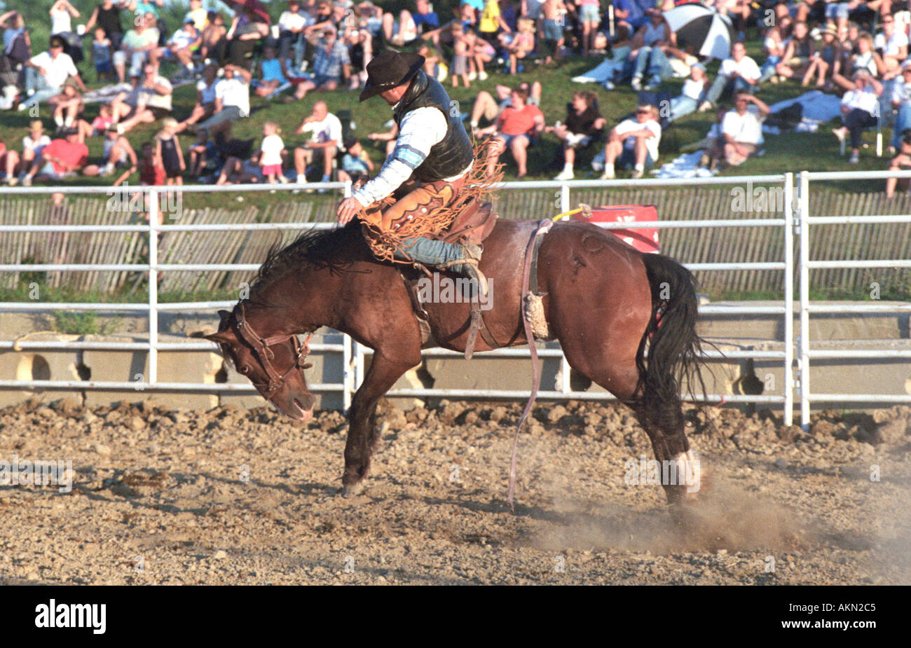 Rodeo horses hi-res stock photography and images - Alamy