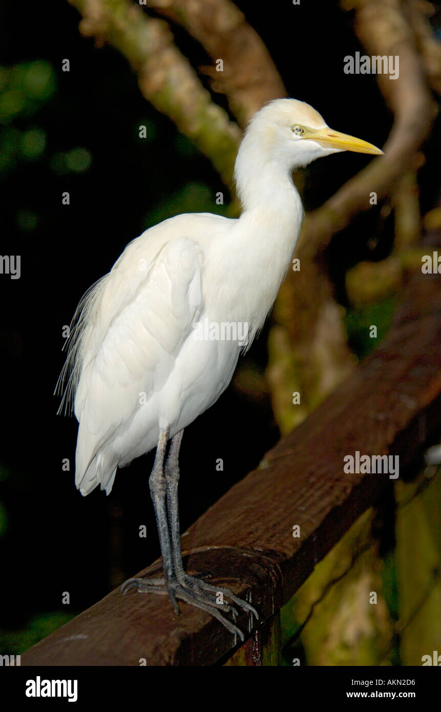 An australian intermediate egret hi-res stock photography and images ...