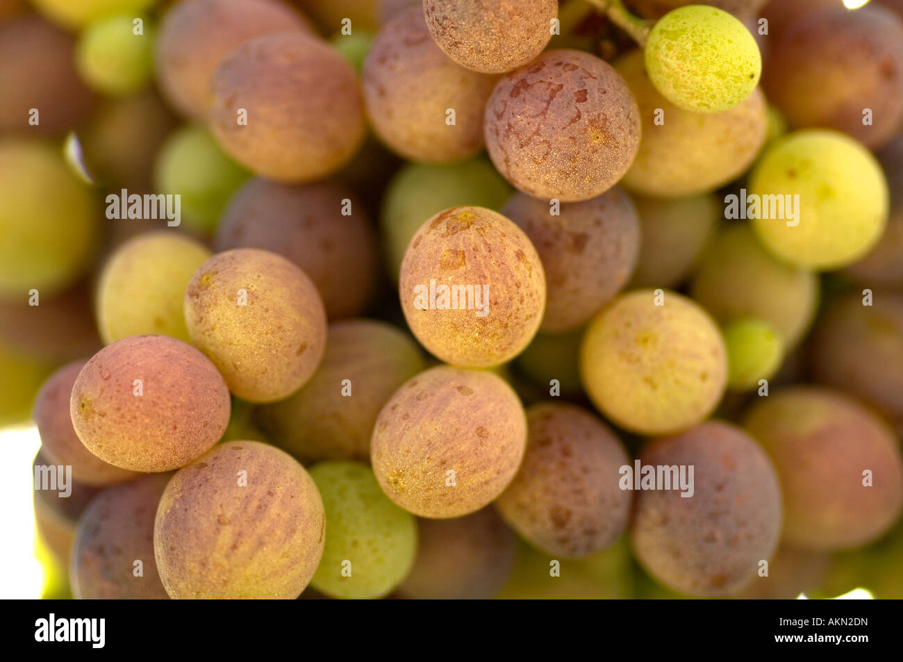 Close up of unripe grapes Stock Photo - Alamy