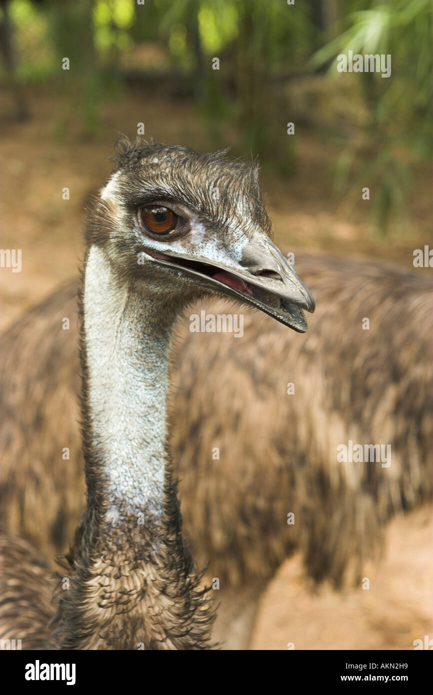 Emu portrait open mouth hi-res stock photography and images - Alamy