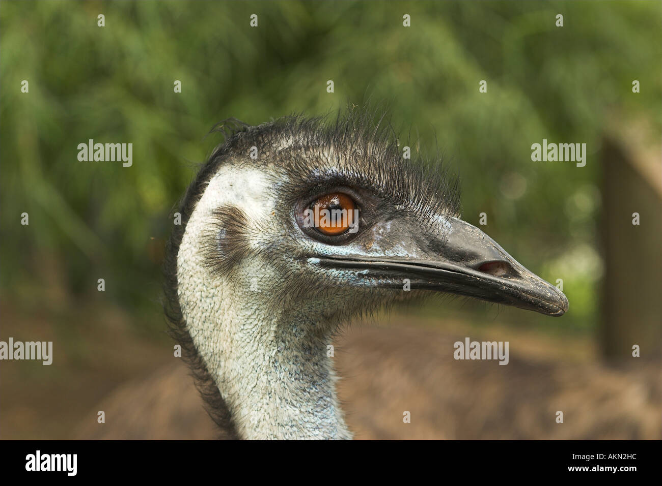 Emu bird head shot portrait taken at Thailand open zoo Stock Photo - Alamy