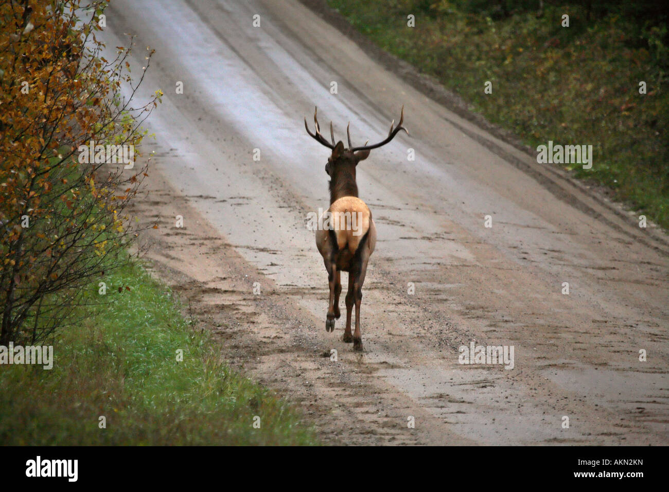 Wild elk along a country road in scenic Saskatchewan Stock Photo - Alamy