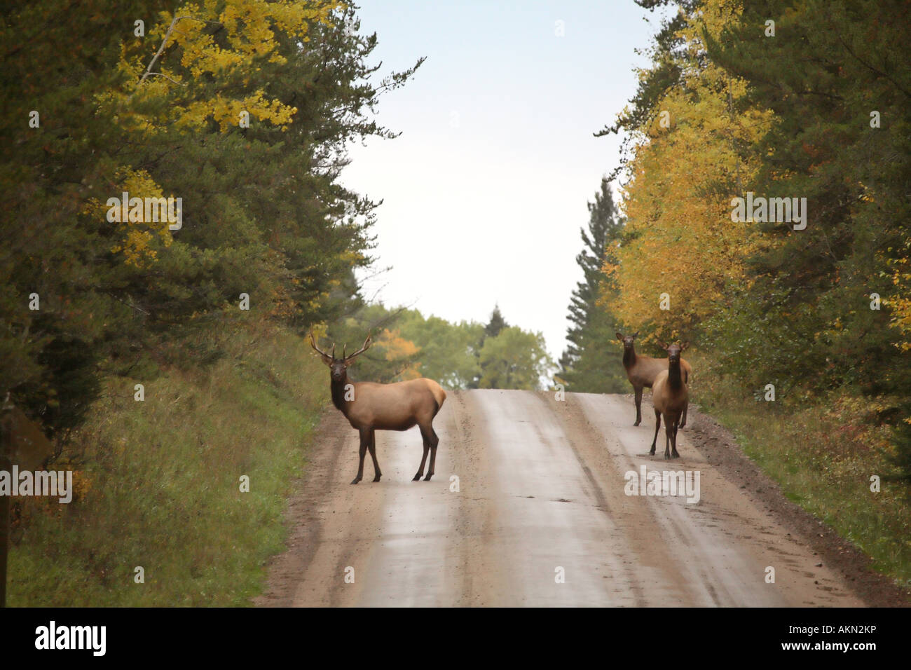 Wild elk along a country road in scenic Saskatchewan Stock Photo - Alamy