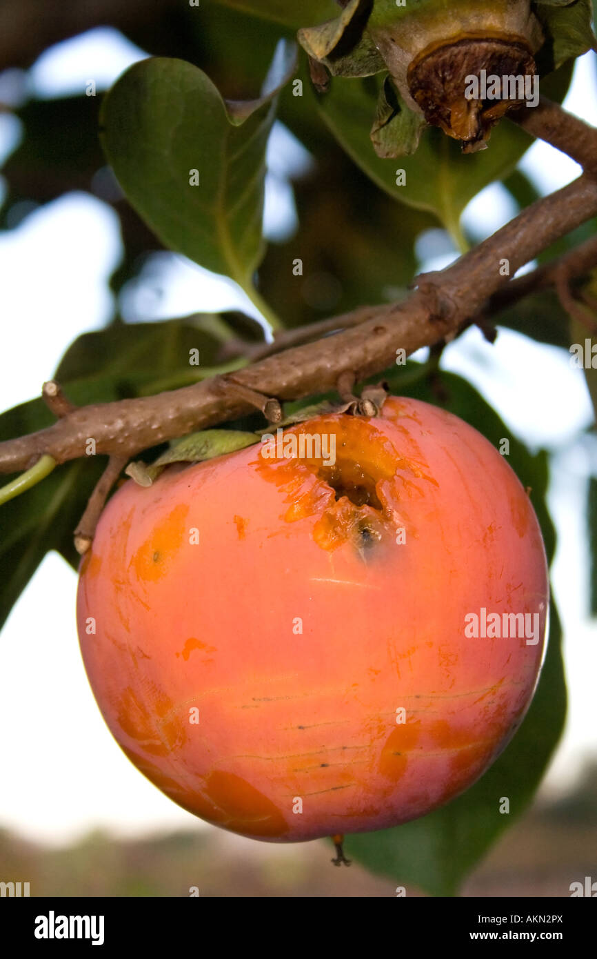 Ripe persimmon eaten by birds Stock Photo - Alamy