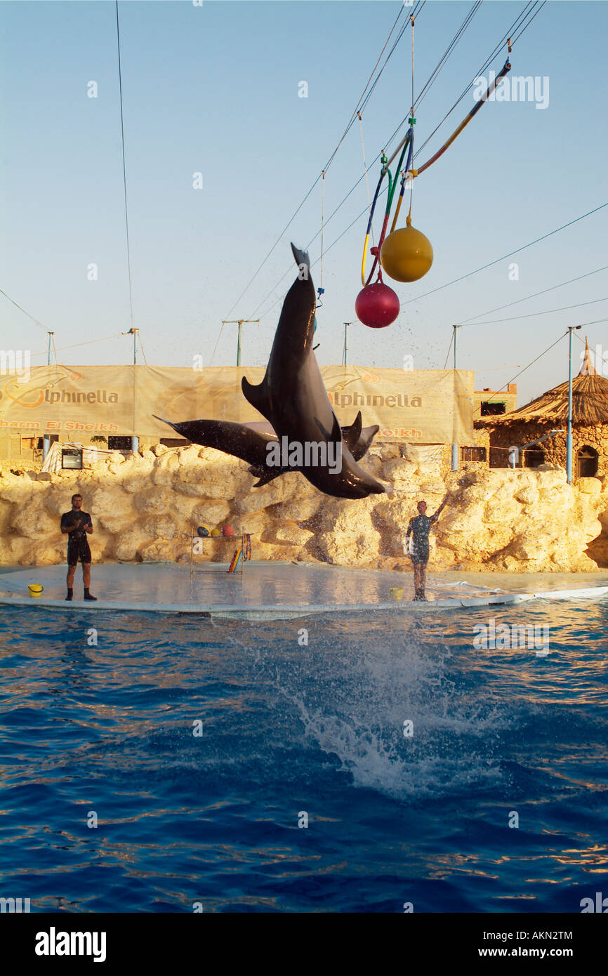 Dolphin show at Dolphinella Dolphinarium, Sharm el Sheikh, Sinai ...