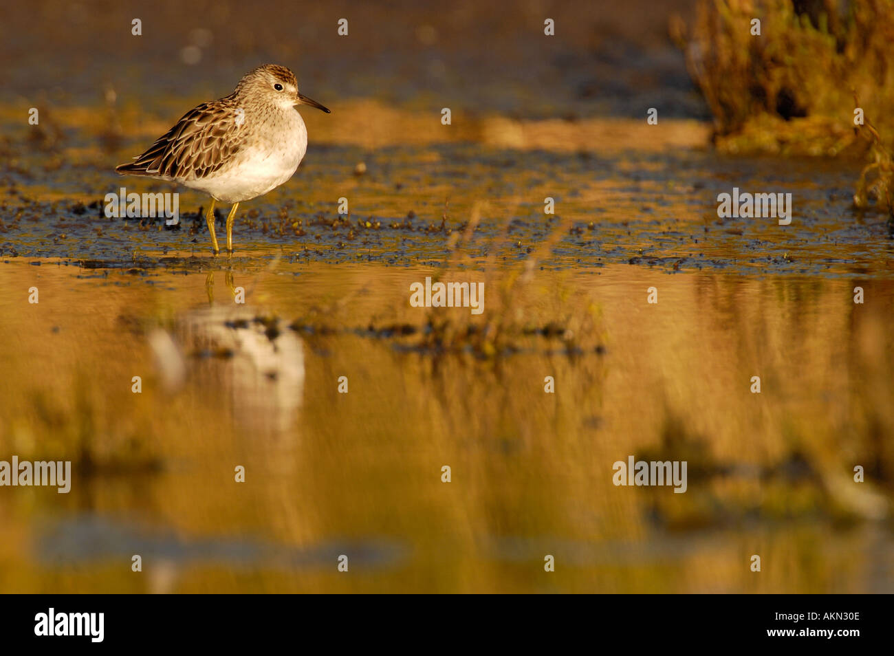 Long toed water bird hi-res stock photography and images - Alamy