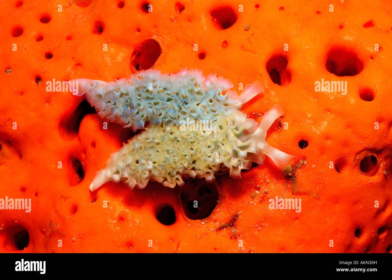 Two Lettuce sea slugs Tridachia crispata Saint Lucia French West Indies ...