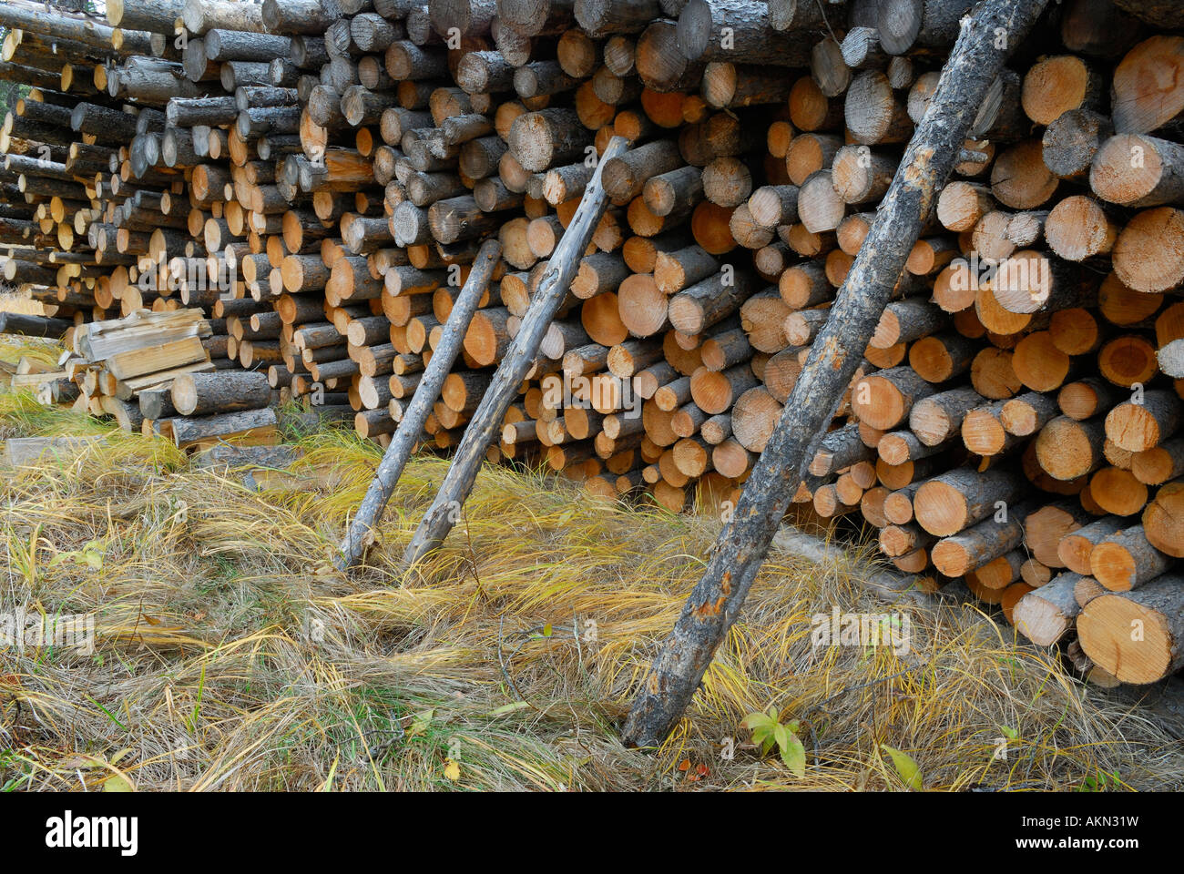 Stack of cut softwood poles ready to be split for firewood Stock Photo ...