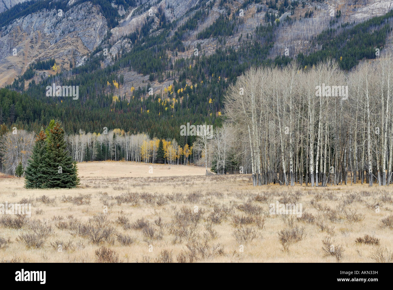 Forest of Aspen trees in Bow valley at Mount Ishbel in Sawback Range ...