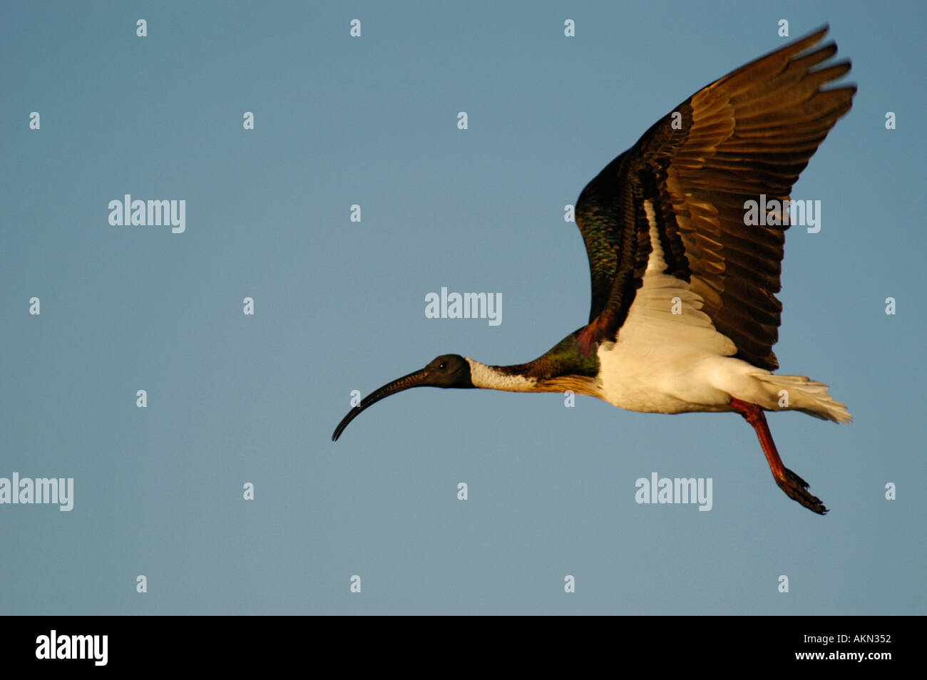 Straw necked Ibis Threskiornis spinicollis Stock Photo - Alamy