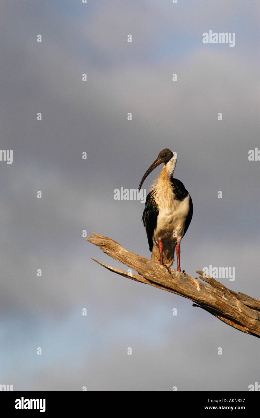 Straw necked Ibis Threskiornis spinicollis Stock Photo - Alamy