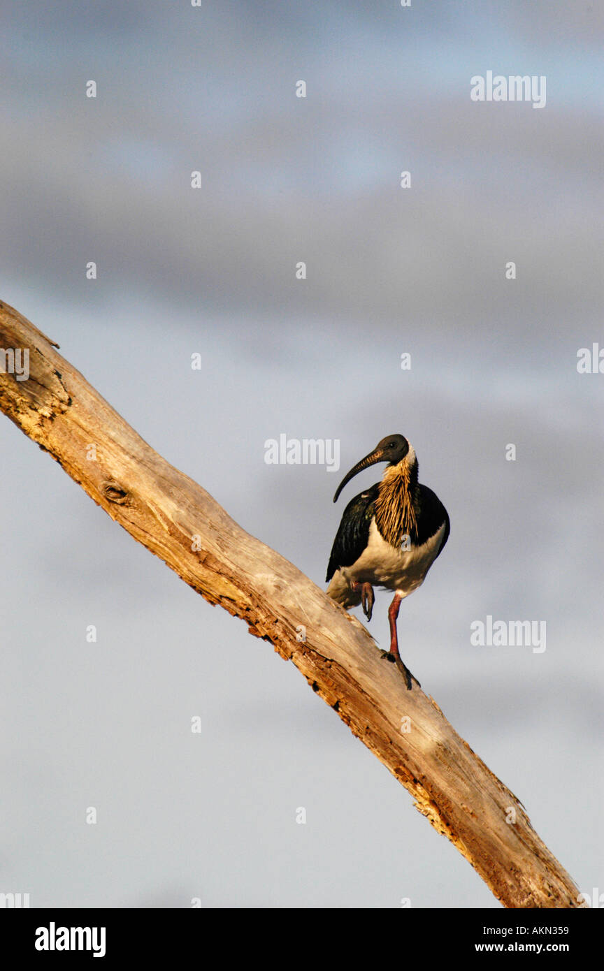Straw necked Ibis Threskiornis spinicollis Stock Photo - Alamy