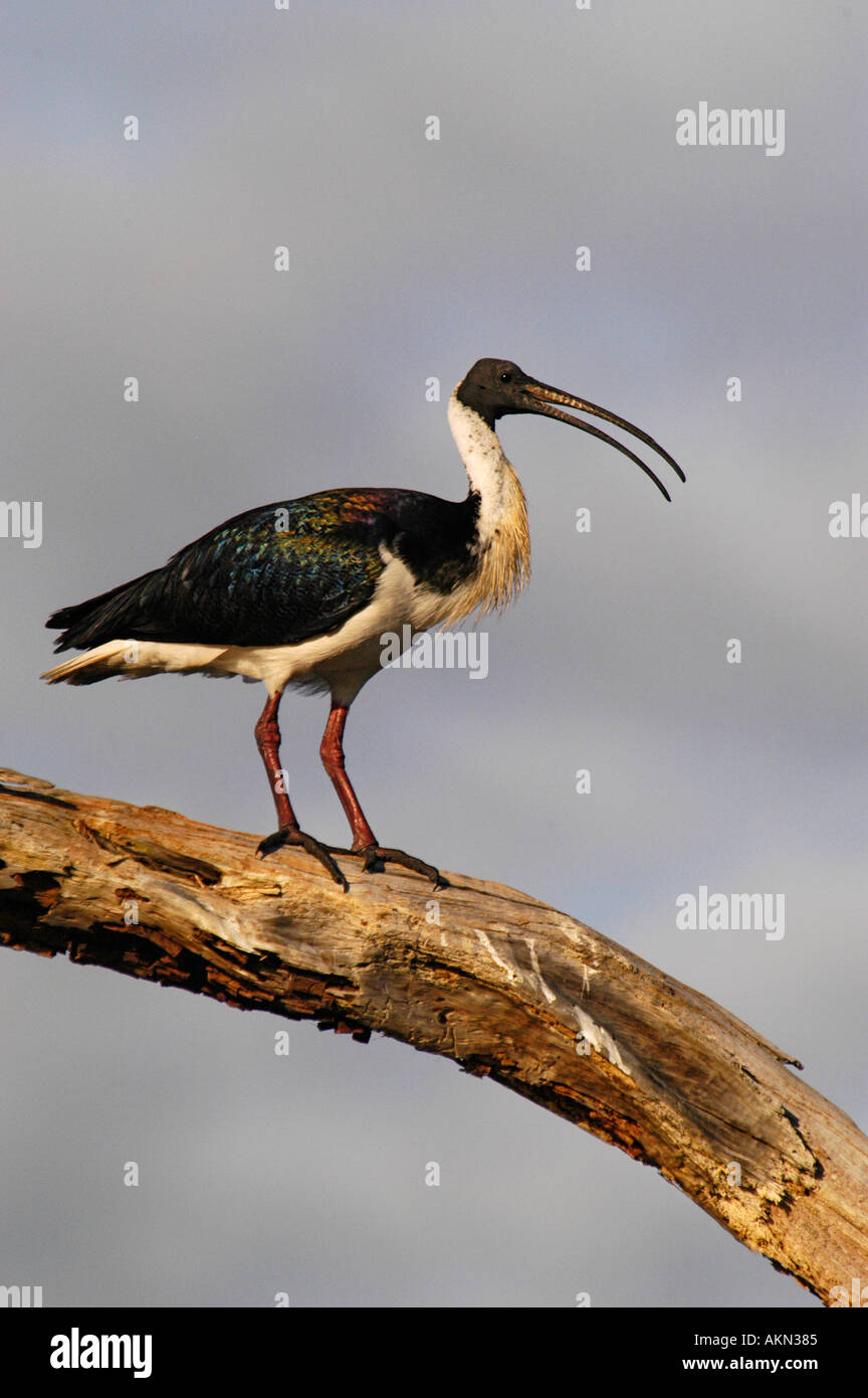 Straw necked Ibis Threskiornis spinicollis Stock Photo - Alamy