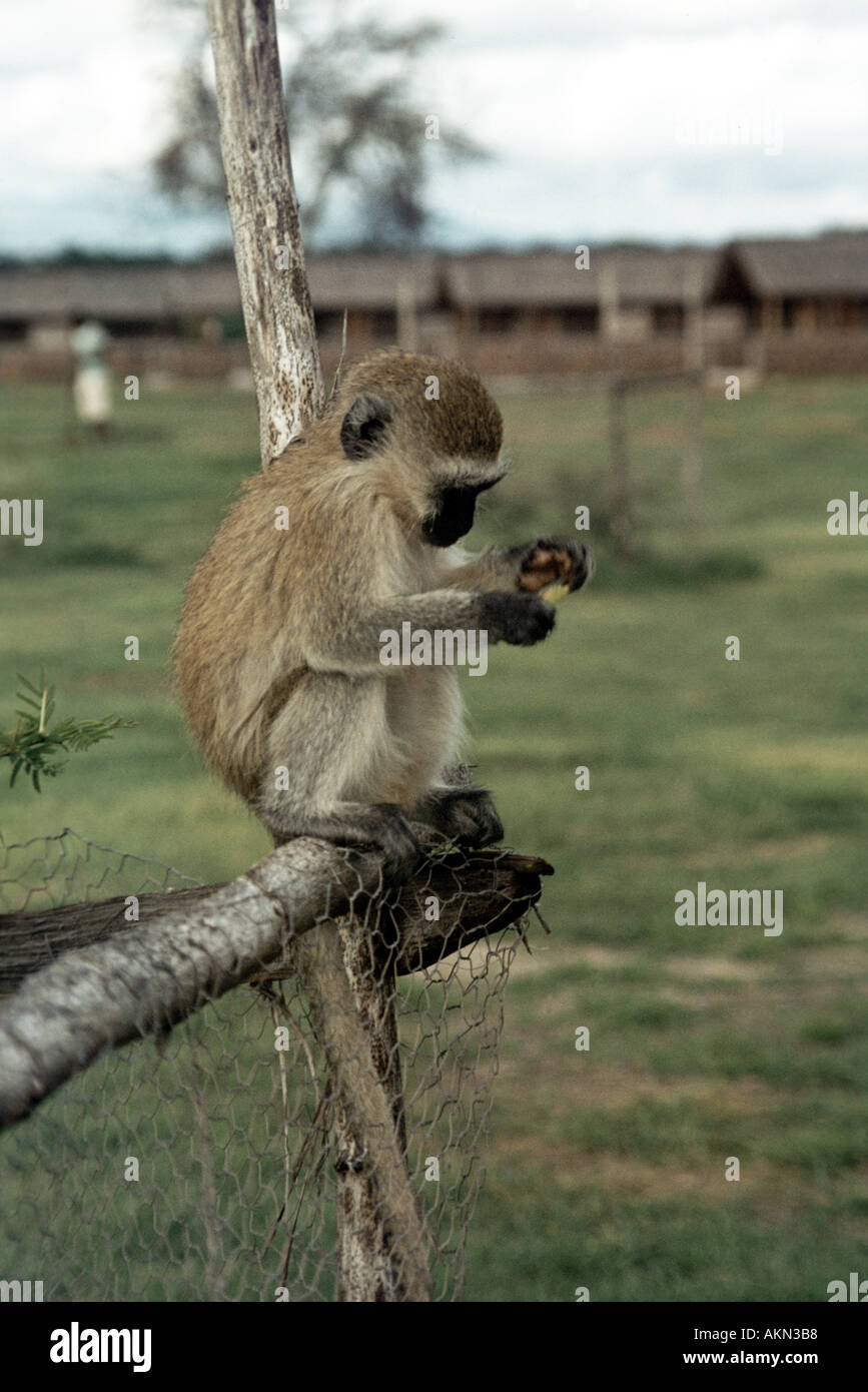 Vervet Monkey Kenya Africa Stock Photo - Alamy
