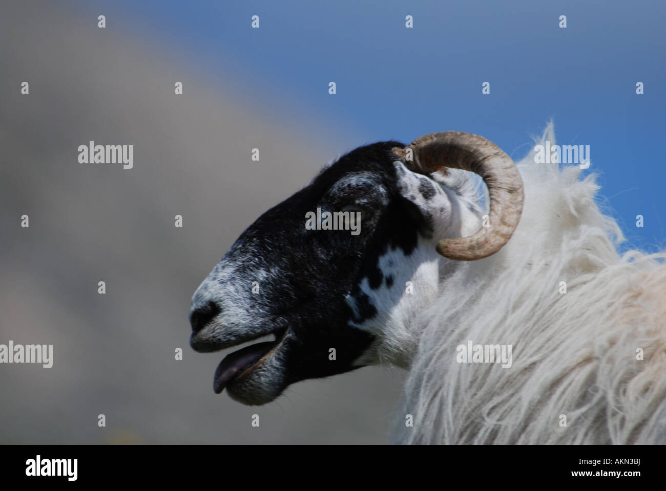 Black face sheep Scotland Stock Photo - Alamy