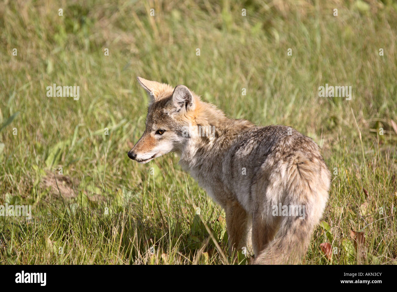 Coyote pup in Alberta Stock Photo - Alamy