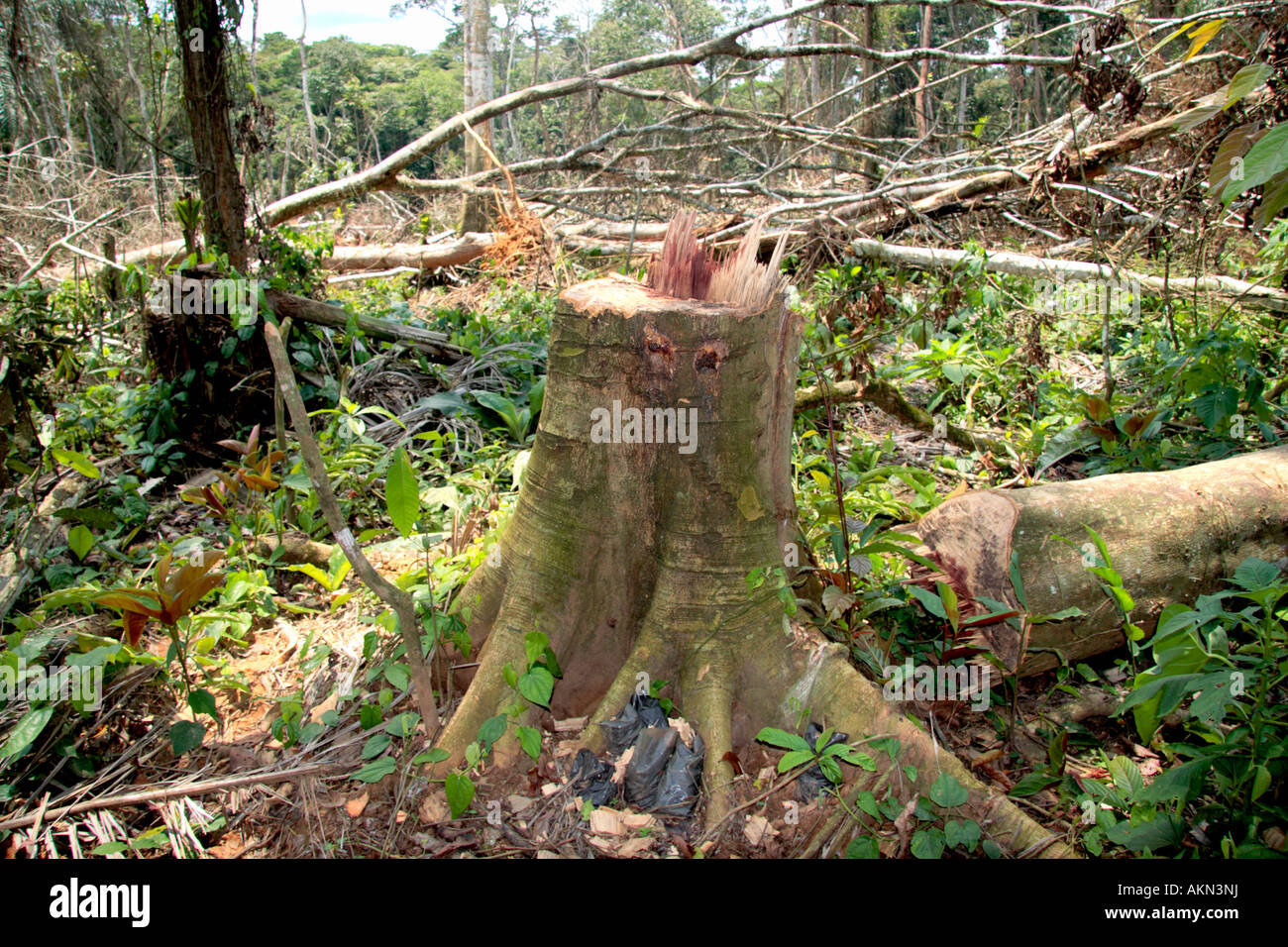 Congo logging illegal hi-res stock photography and images - Alamy