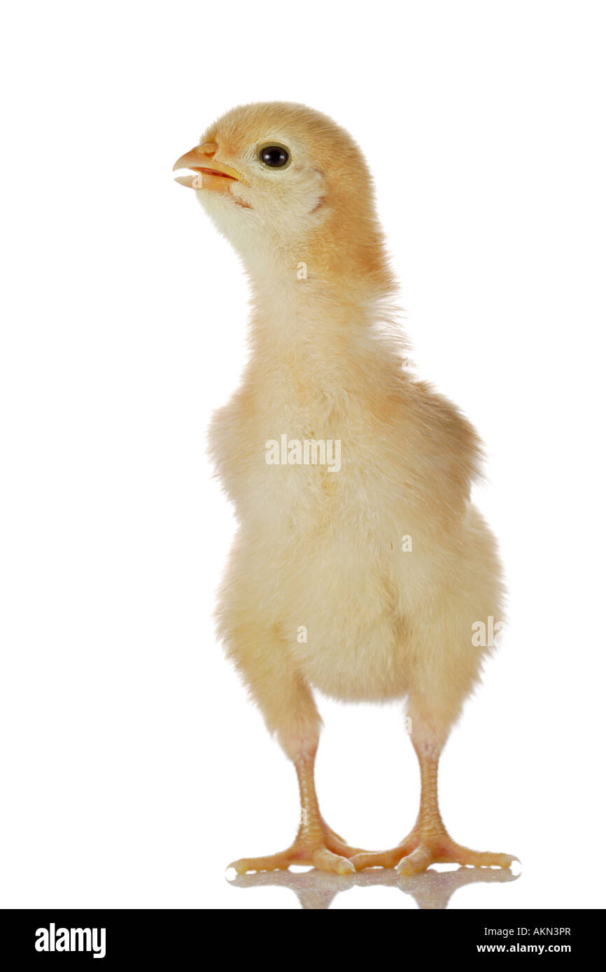 Cute little baby chicken Stock Photo - Alamy