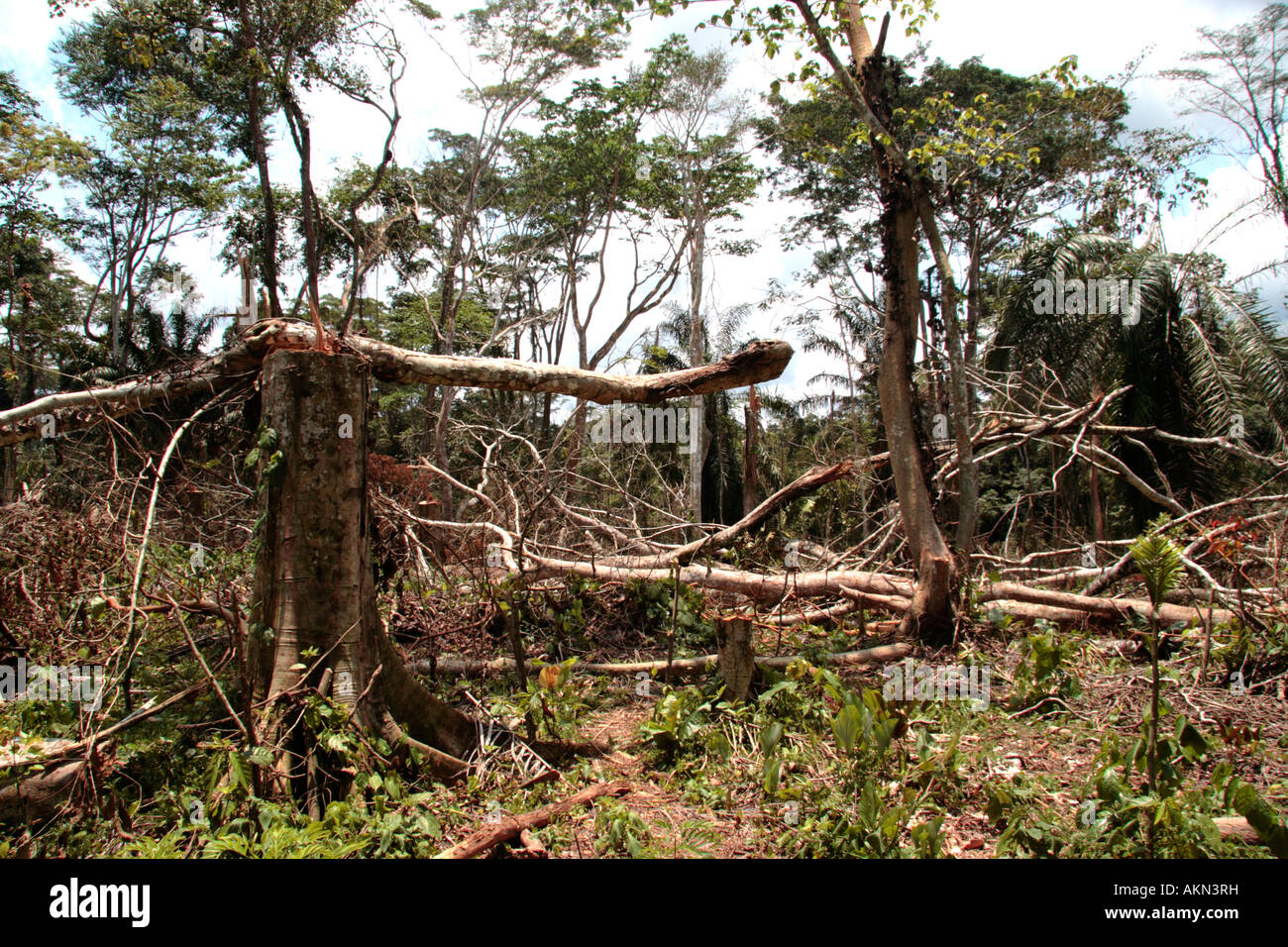 Logging congo hi-res stock photography and images - Alamy