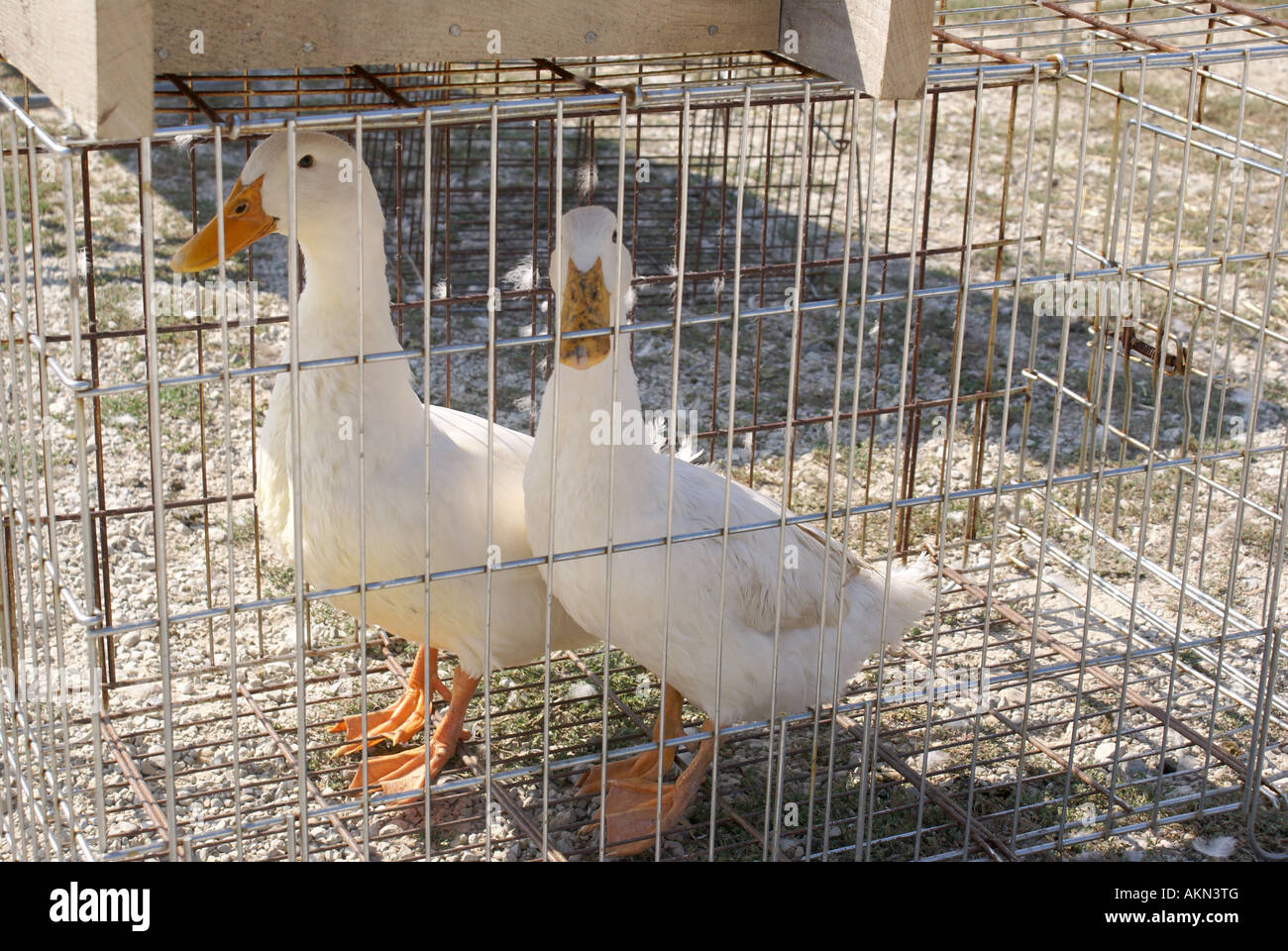 Ducks in Wire Cage Stock Photo - Alamy