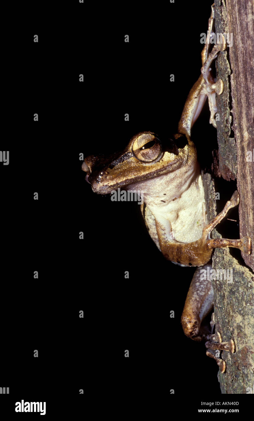 Short nosed tree frog hi-res stock photography and images - Alamy