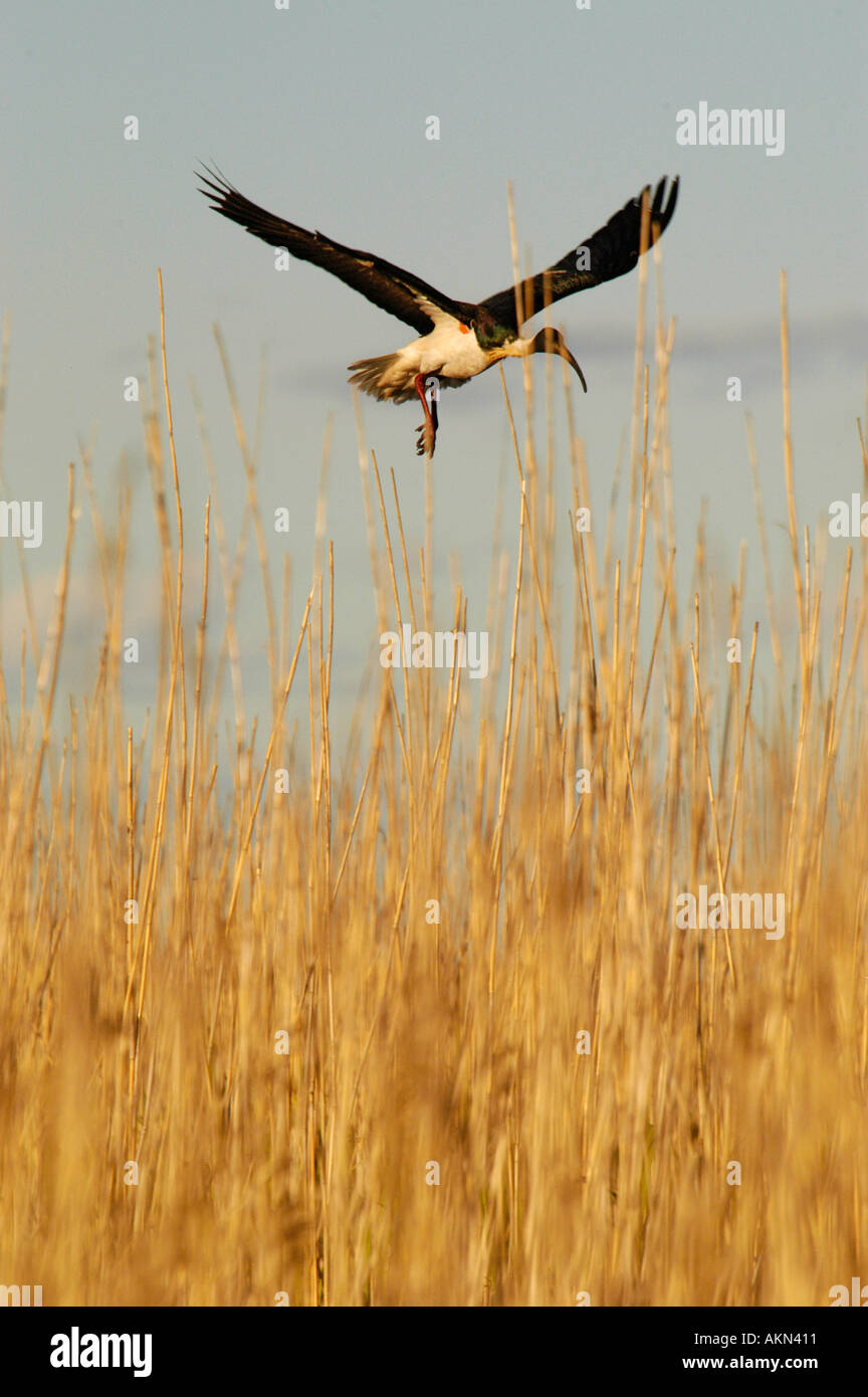 Straw necked Ibis Threskiornis spinicollis Stock Photo - Alamy