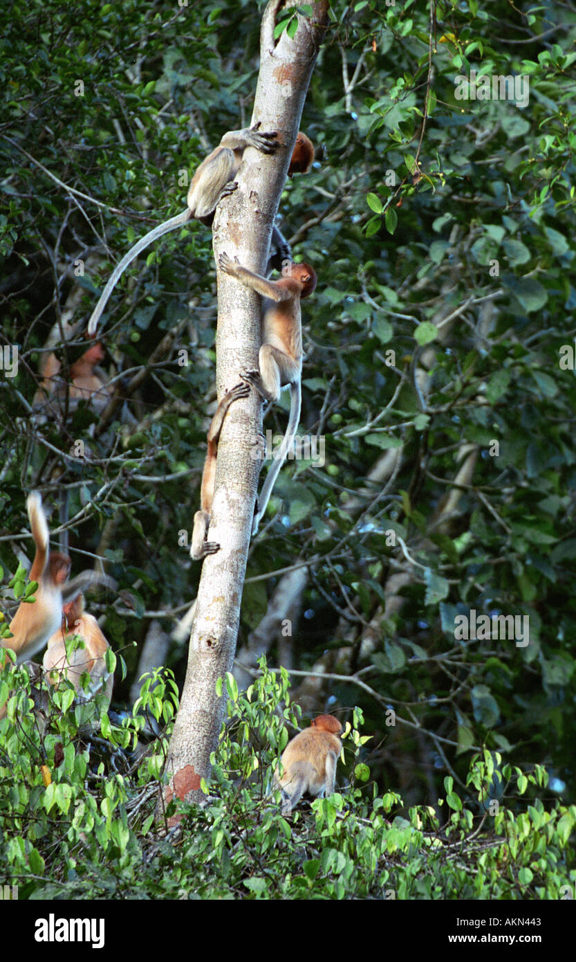 Proboscis monkeys playing hi-res stock photography and images - Alamy