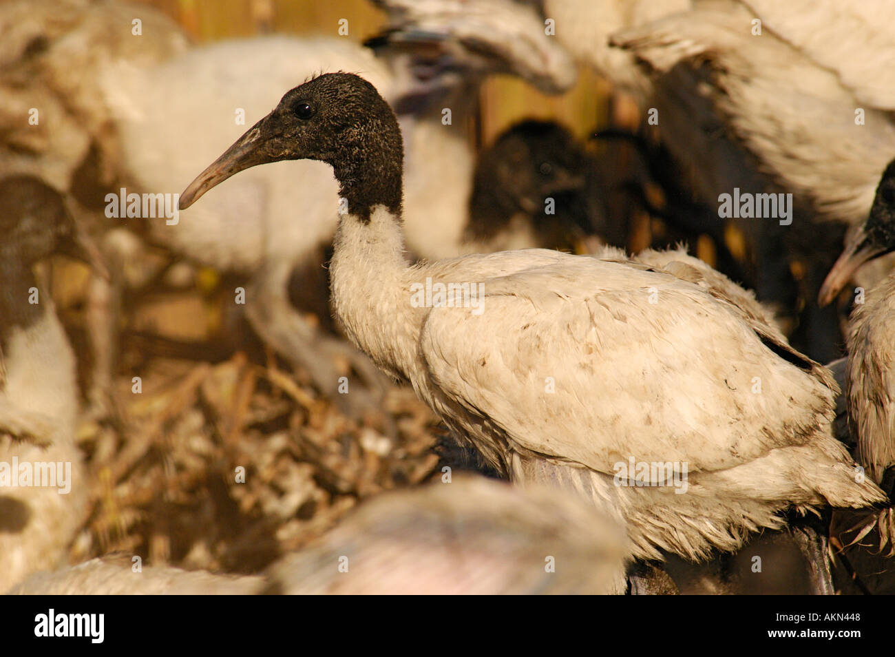Australian White Ibis Sacred Ibis Threskiornis molucca Stock Photo - Alamy