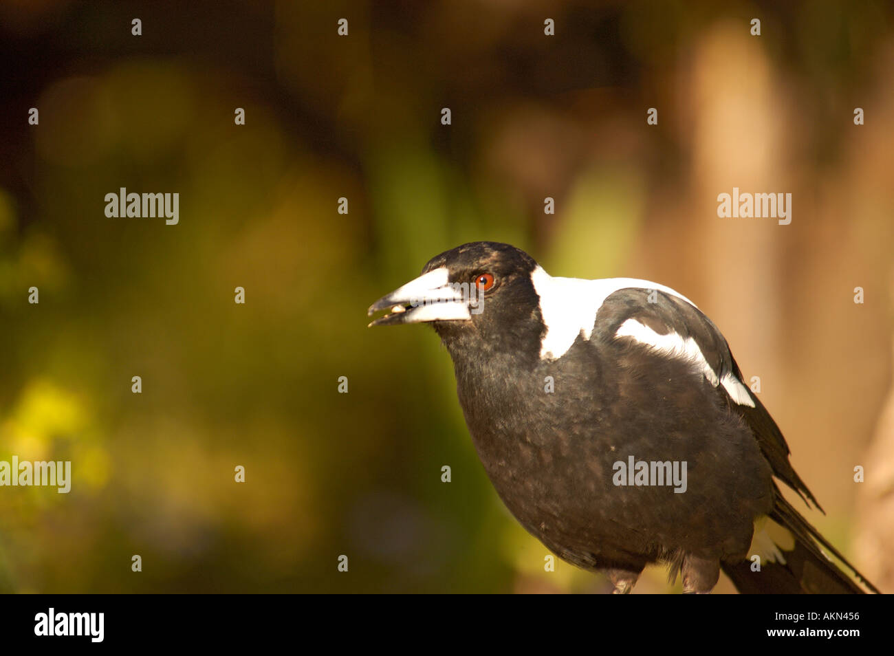 Australian Magpie Gymnorhina tibicen Stock Photo - Alamy