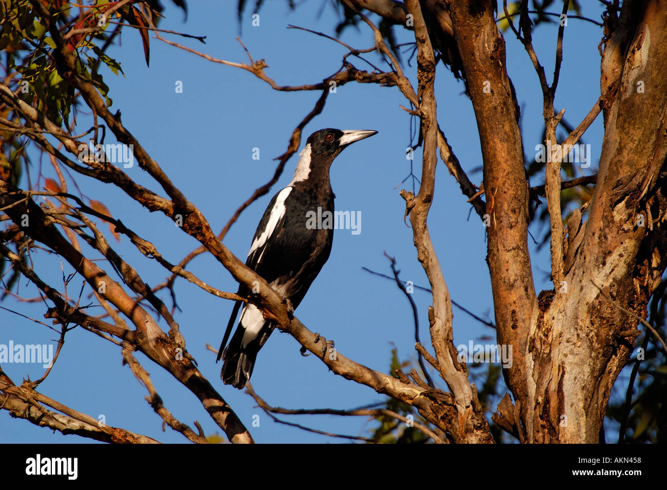 Australian Magpie Gymnorhina tibicen Stock Photo - Alamy