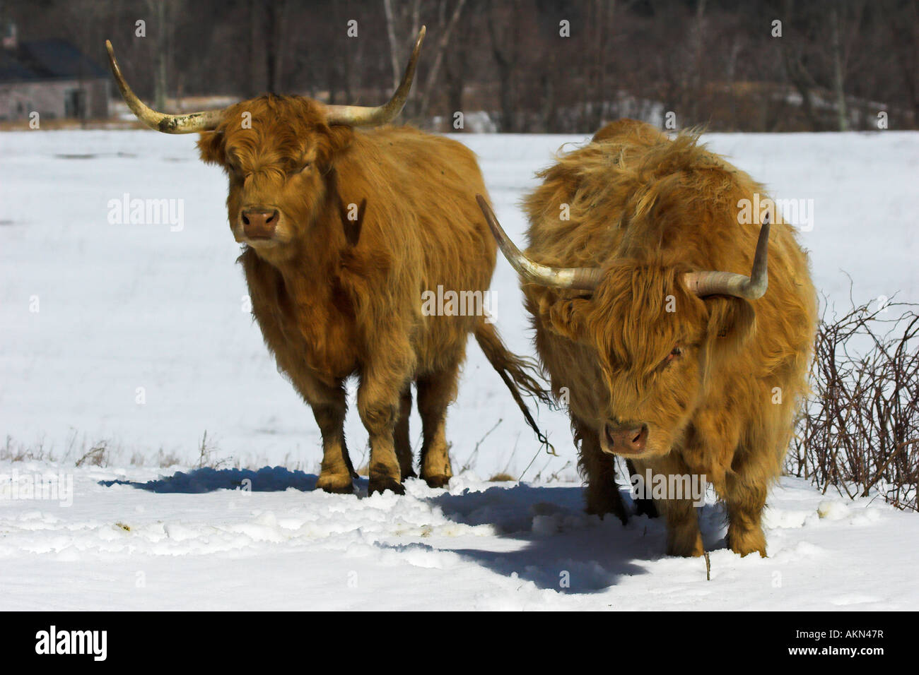 Scottish Highland Cattle in a snowy New England field Stock Photo - Alamy