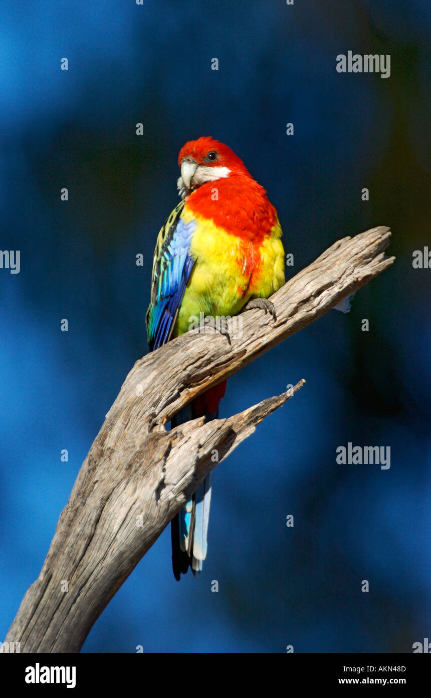 Crimson Rosella Platycercus elegans Stock Photo - Alamy