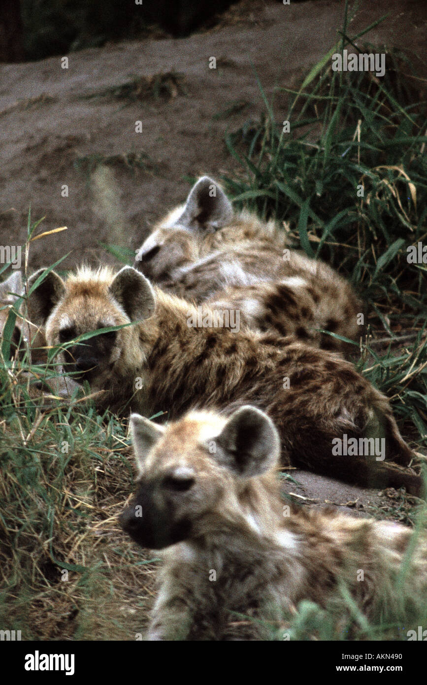 Crocutaafrica hi-res stock photography and images - Alamy