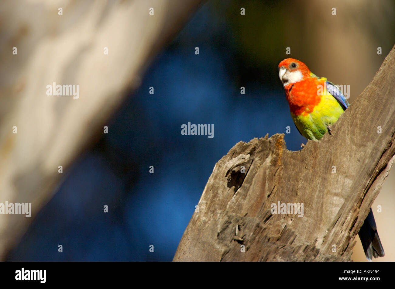 Rosella flying hi-res stock photography and images - Alamy