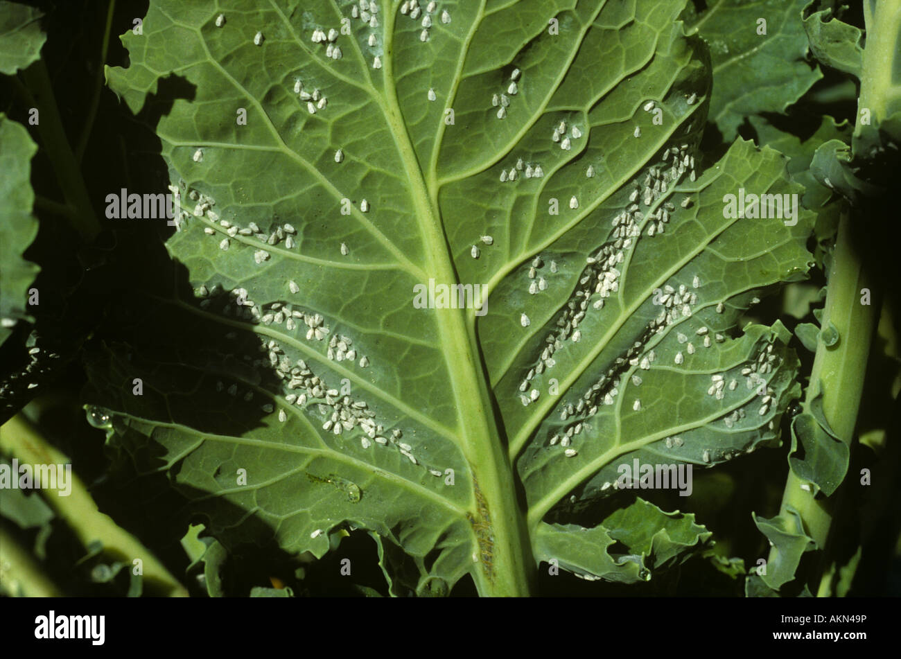 Cabbage whitefly Aleyrodes proletella infestation on the underside of a ...