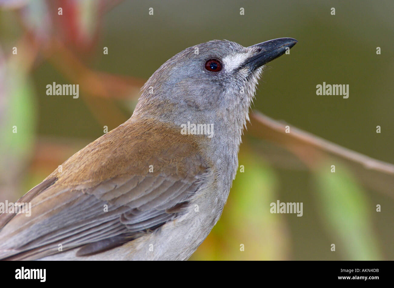 Grey Shrike thrush Colluricincla harmonica Stock Photo - Alamy
