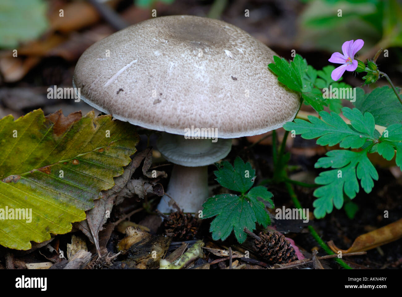 Mushroom and a flower Stock Photo - Alamy