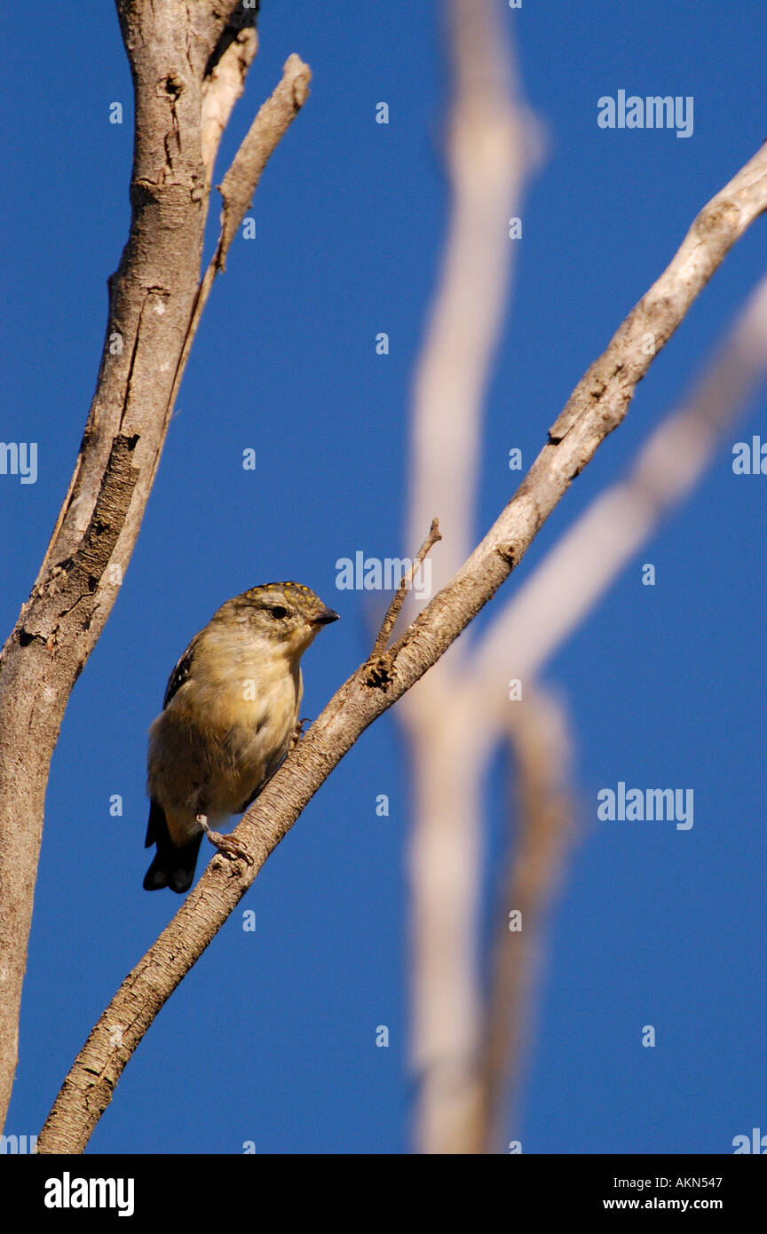 Spotted wren hi-res stock photography and images - Alamy
