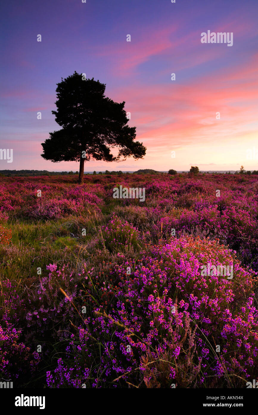 Bell heather in full bloom on the New Forest heathland, New Forest National Park, Hampshire ...